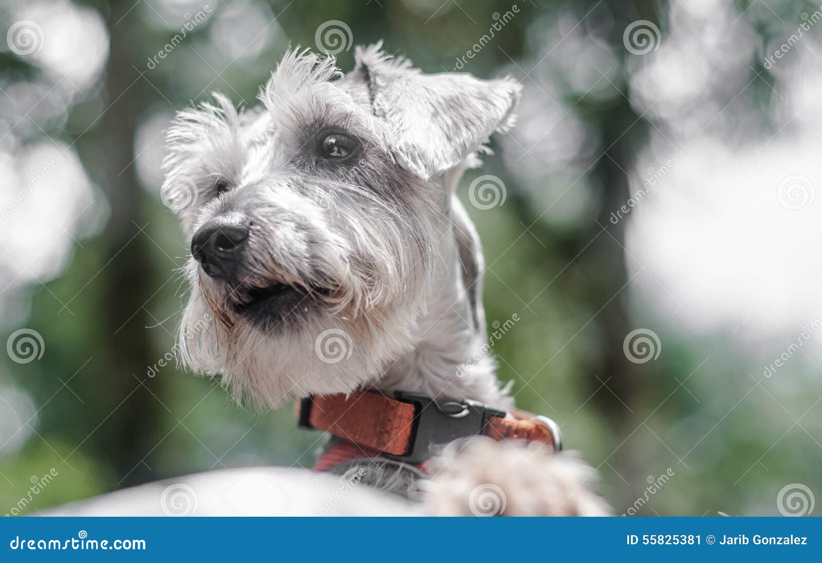 Schnauzer Dog stock image. Image of paws, grey, hair - 55825381