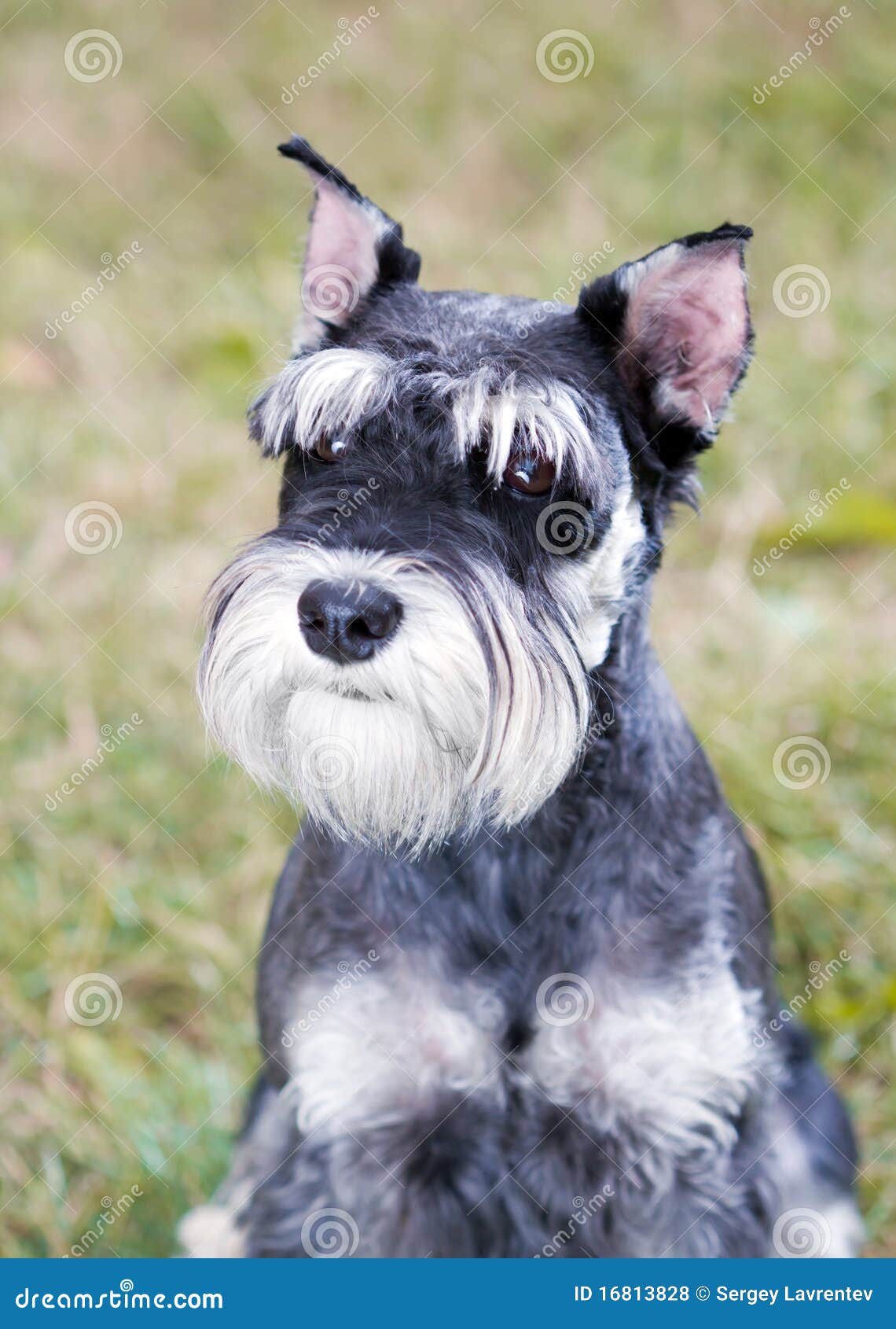 Schnauzer miniatura foto de archivo. Imagen de animales - 16813828