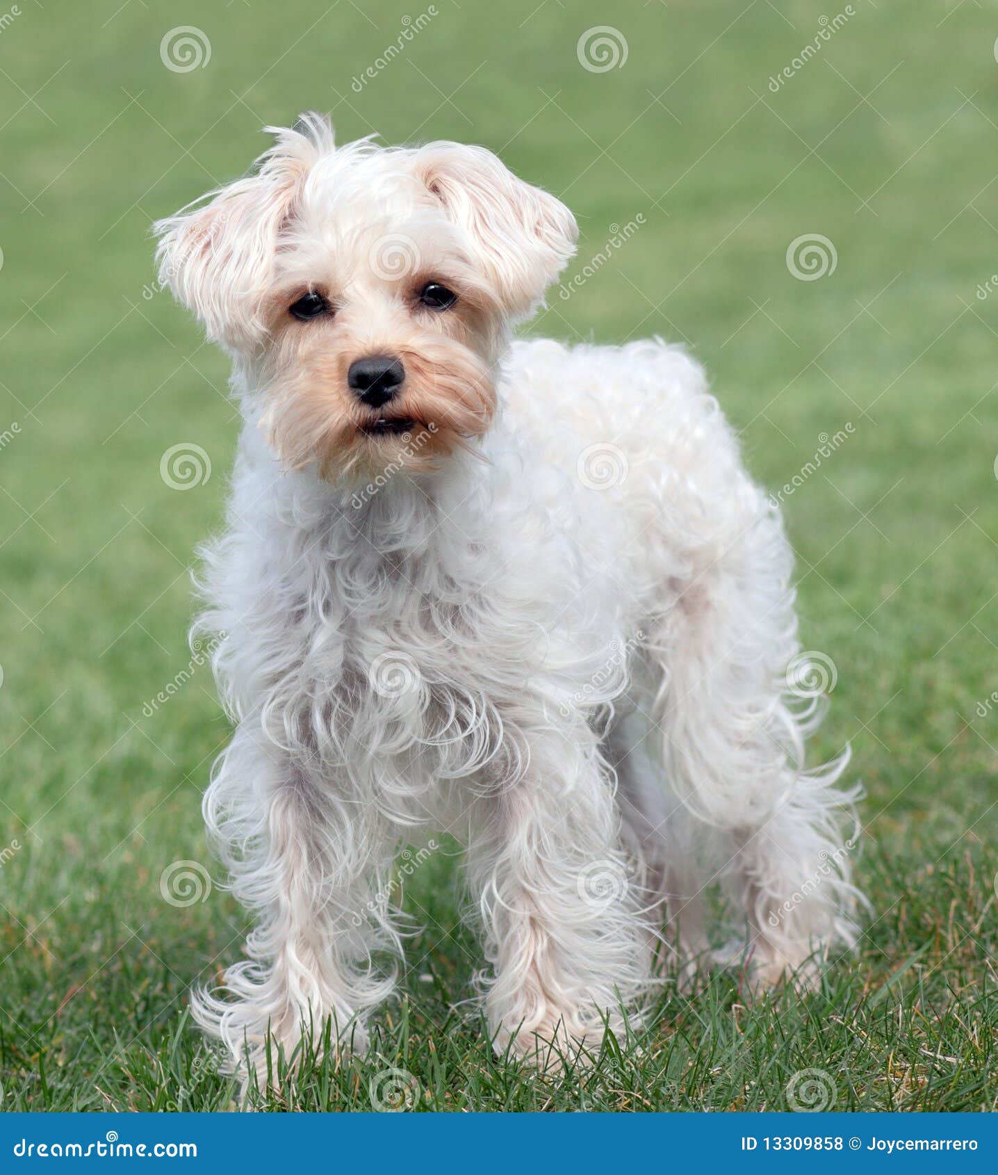 Schnauzer miniatura blanco foto de archivo. Imagen de alarma - 13309858