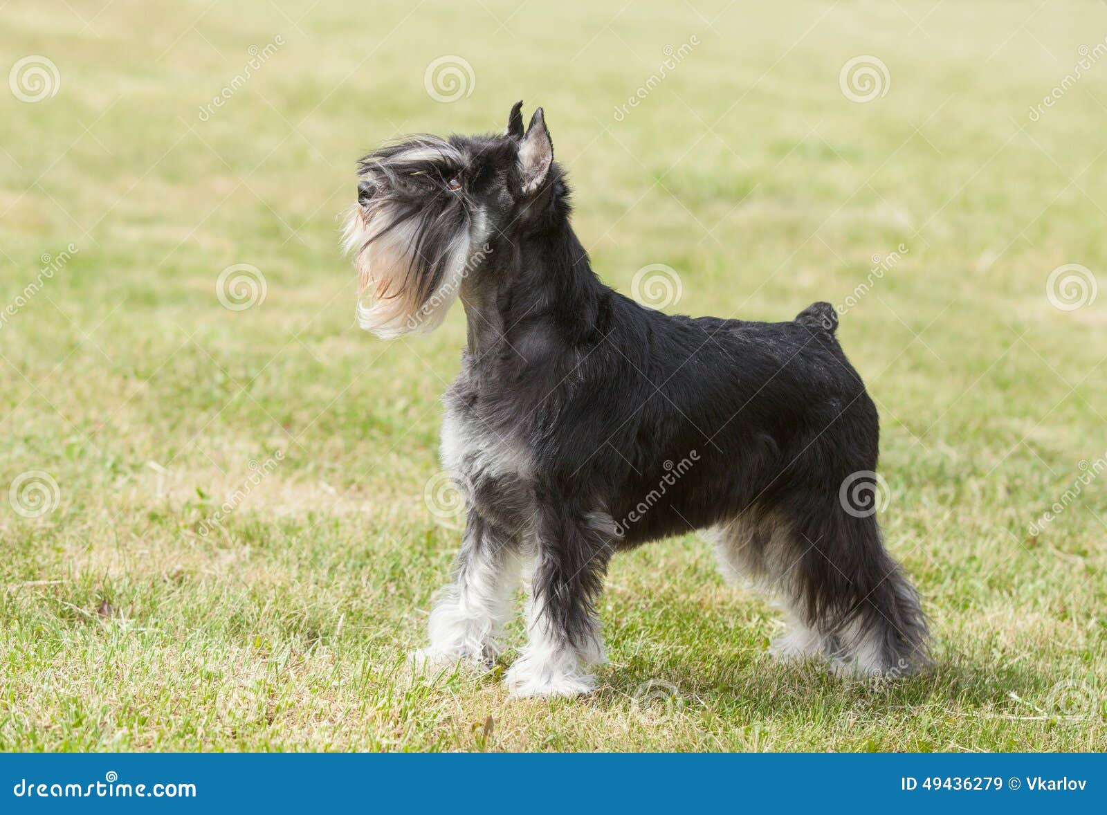 Schnauzer Miniatura Del Cane Di Razza Immagine Stock - Immagine di ...