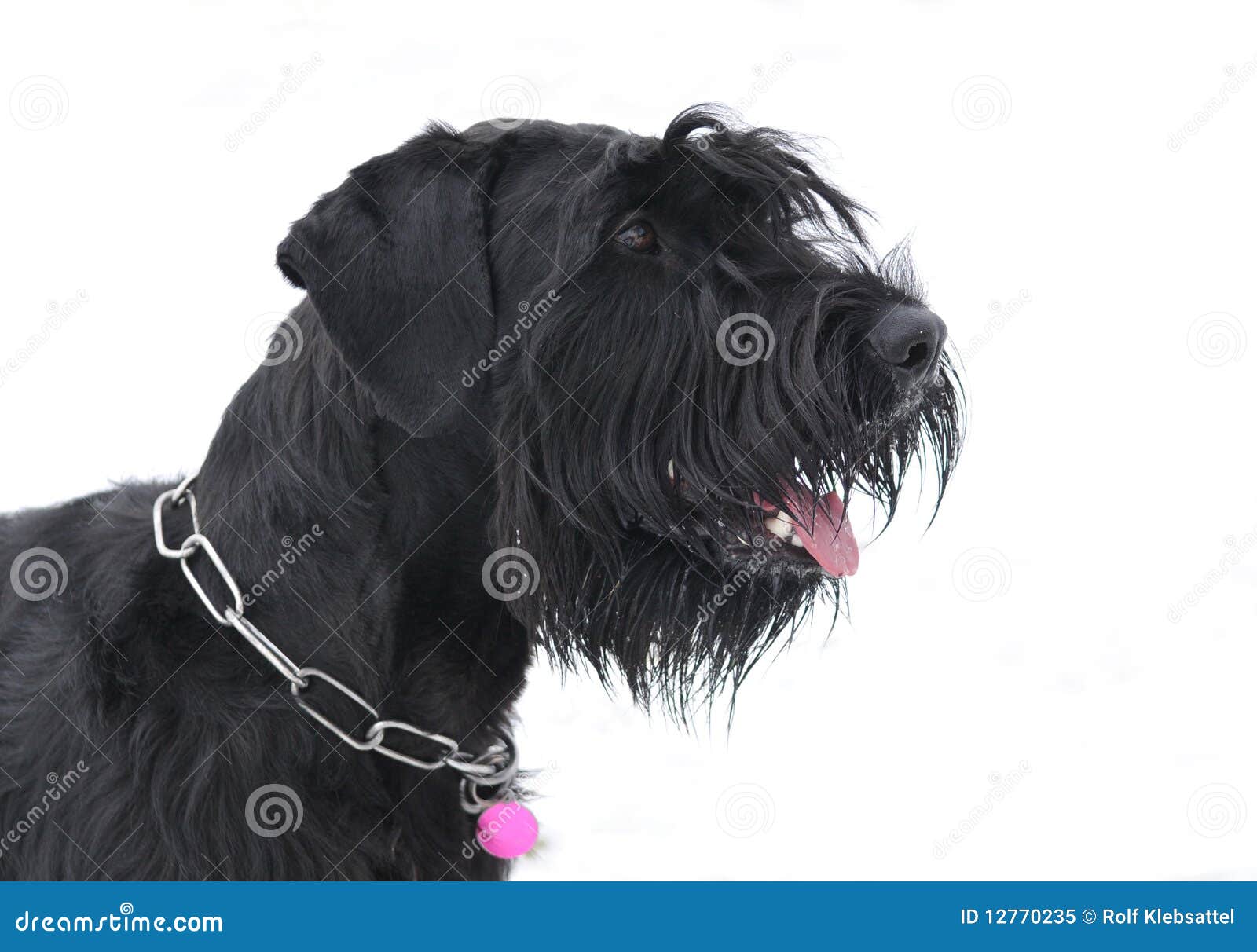 Schnauzer Portrait stock image. Image of black, domestic - 12770235