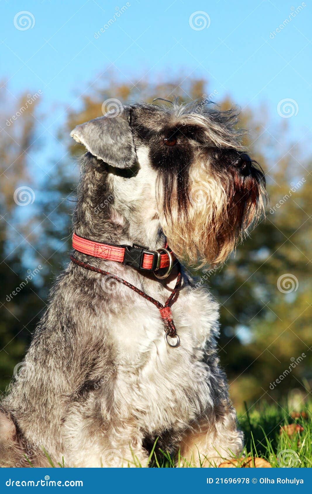 Schnauzer portrait stock photo. Image of nature, closeup - 21696978