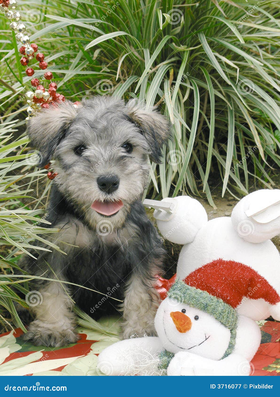 6,706 Purebred Schnauzer Stock Photos - Free & Royalty-Free Stock ...