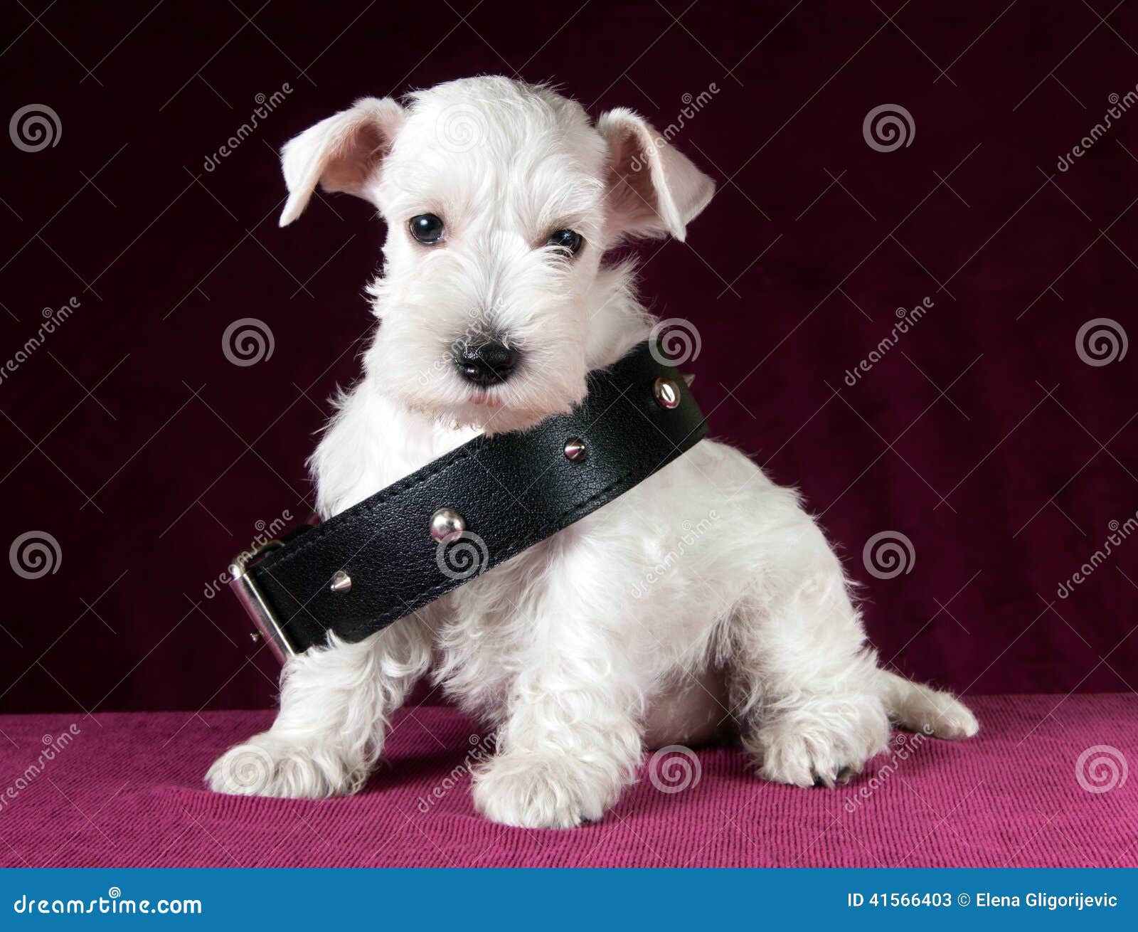 Schnauzer Puppy with Dog Collar Stock Image - Image of small, schnauzer ...