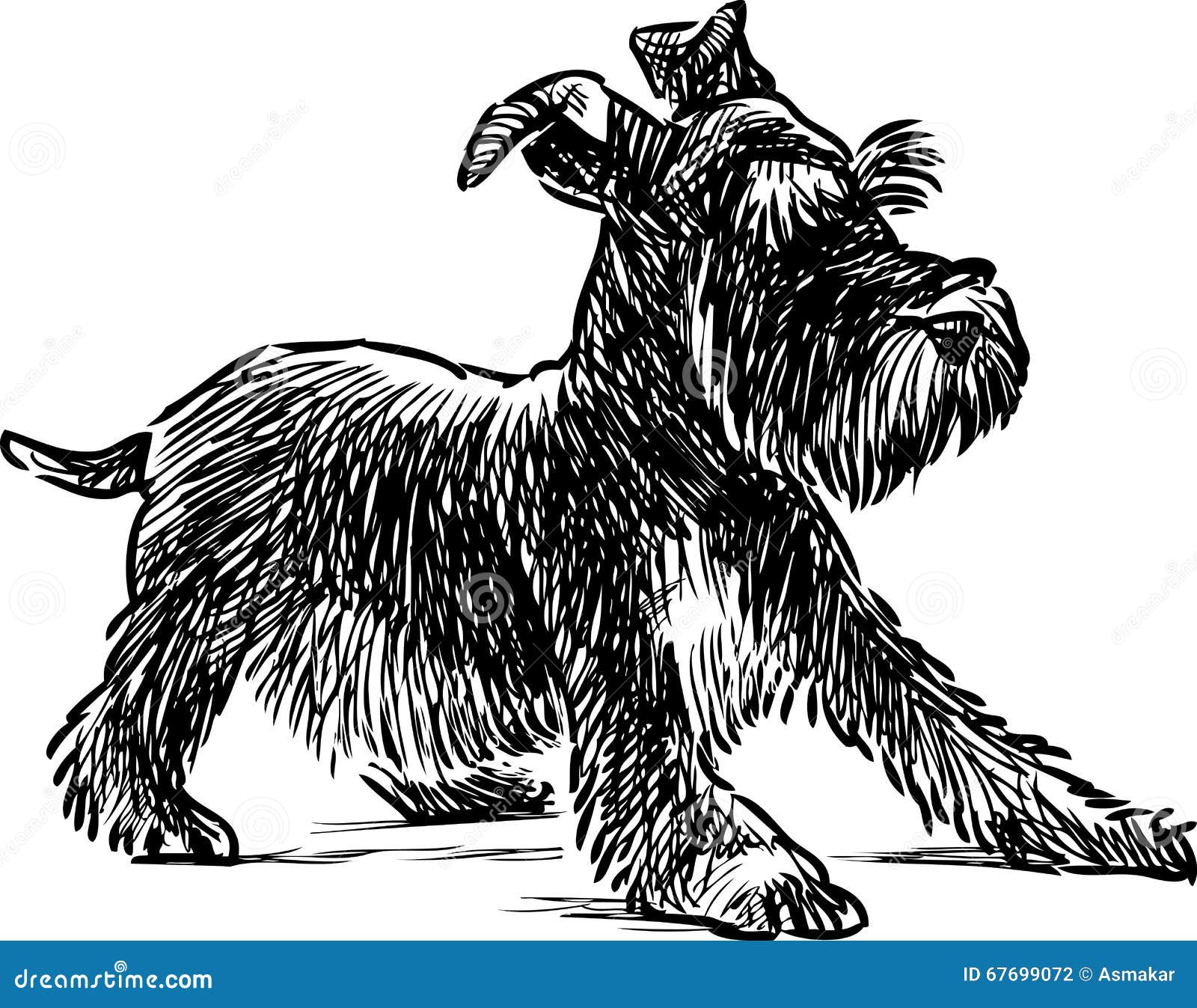 Schnauzer puppy stock vector. Illustration of domestic - 67699072