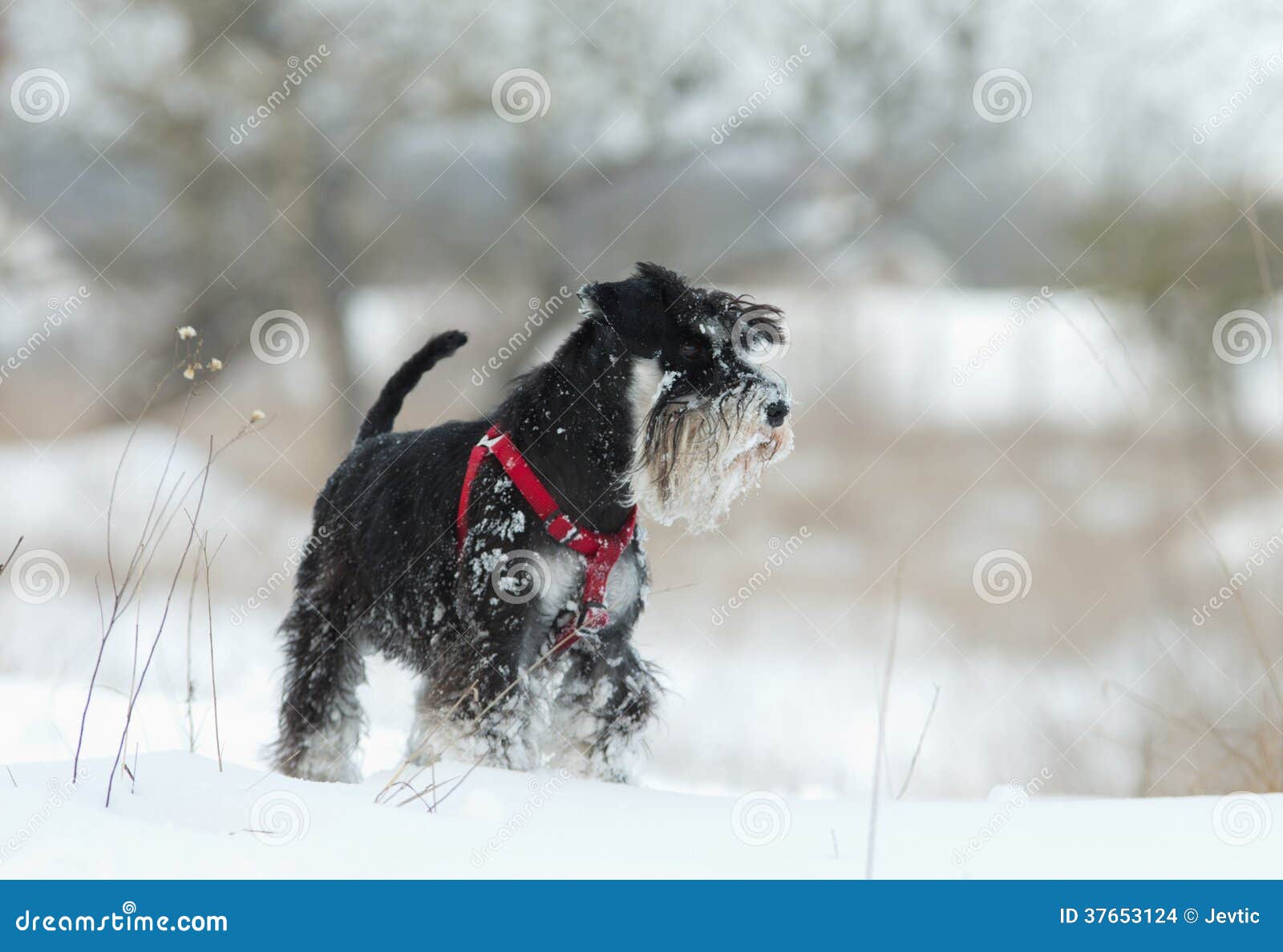 Schnauzer on snow stock photo. Image of outdoor, companion - 37653124