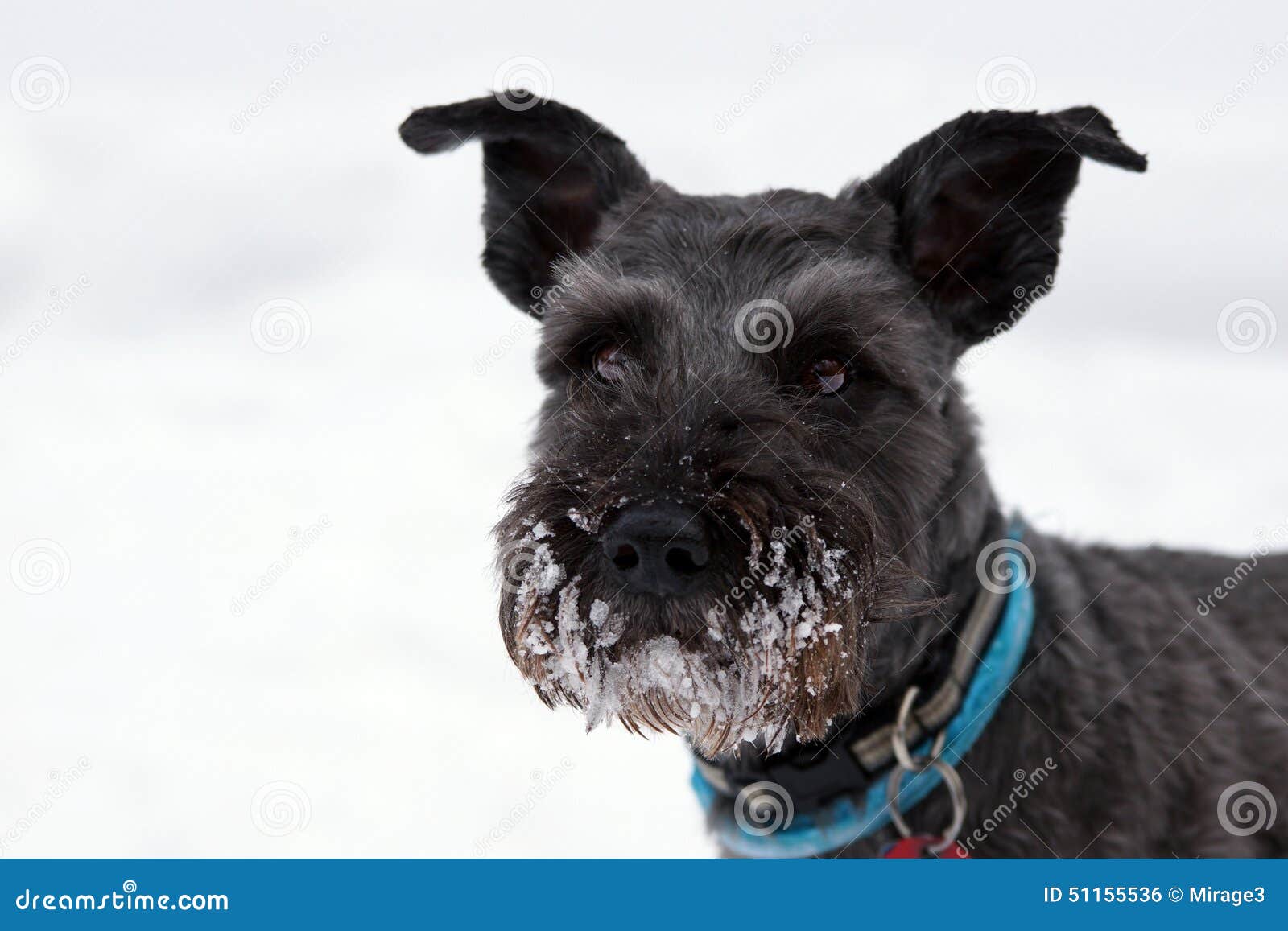 Schnauzer with snow stock photo. Image of little, animal - 51155536