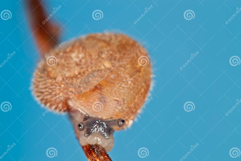 Schnecke Mit Einem Haarigen Shell Stockfoto - Bild von lustig ...