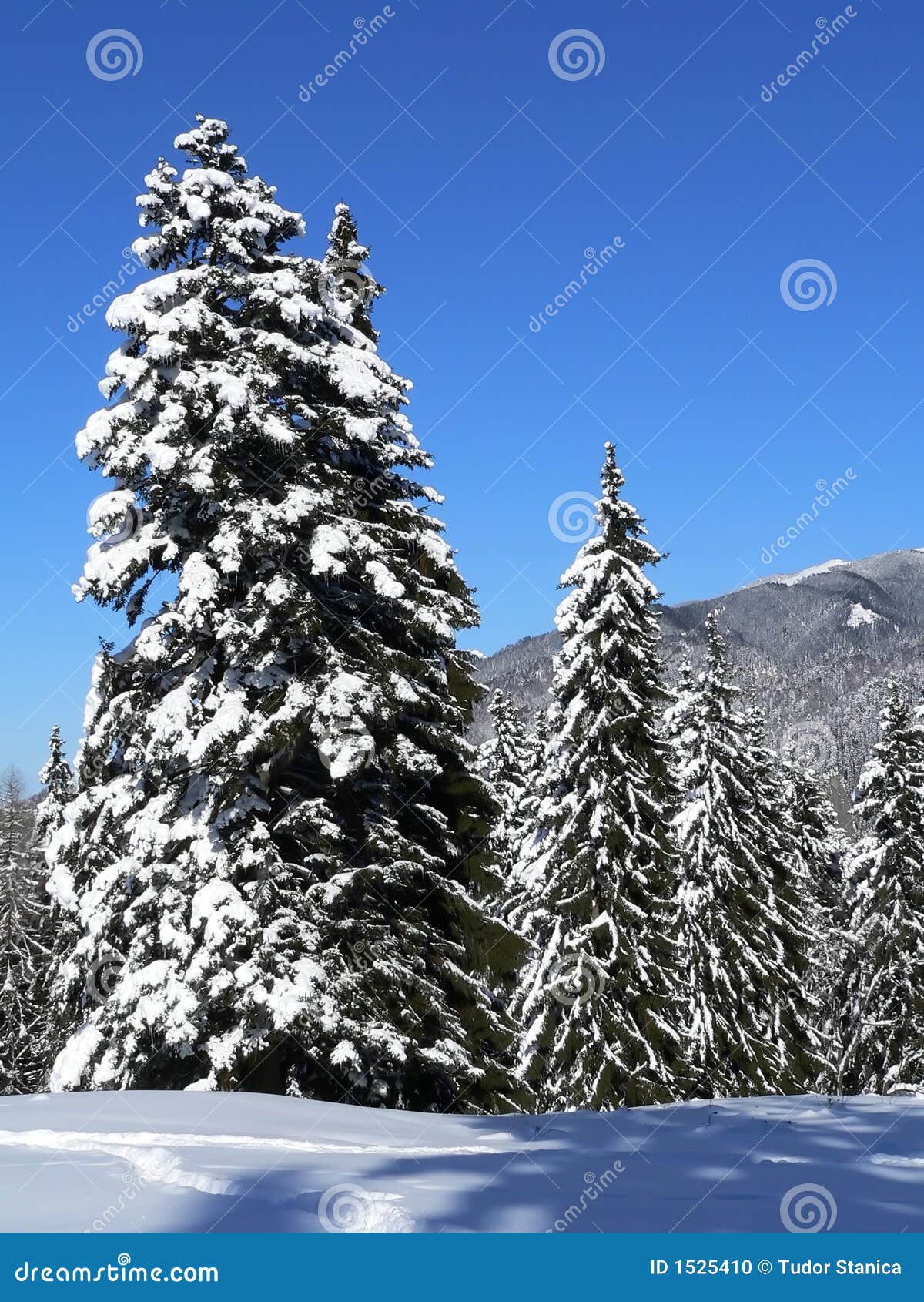 Schnee auf Tannen stockfoto. Bild von himmel, sport, dach - 1525410