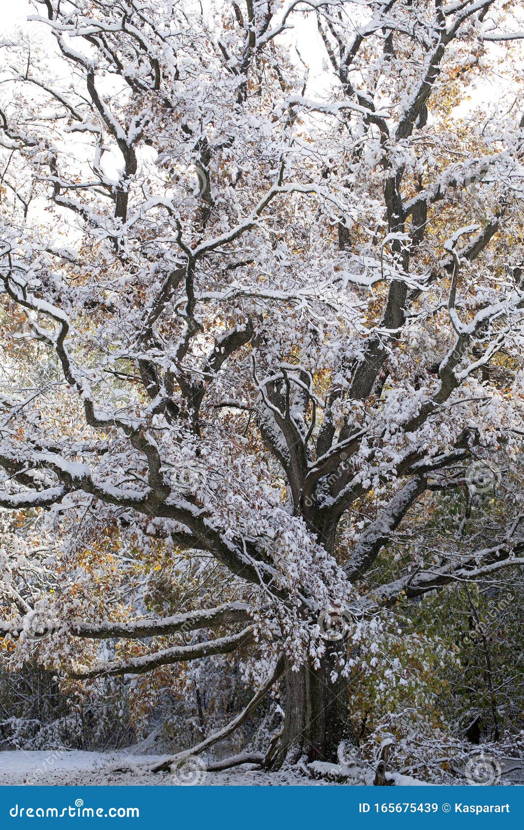 Schneebedeckter Alter Eichenbaum Im Herbst Stockbild - Bild von ...