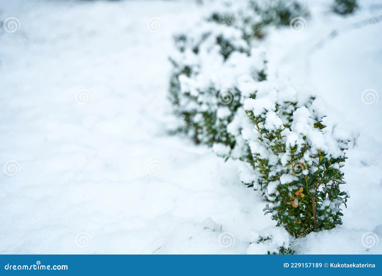 Schneebedeckter Busch Im Winterpark. Wintersaison Stockbild - Bild von ...
