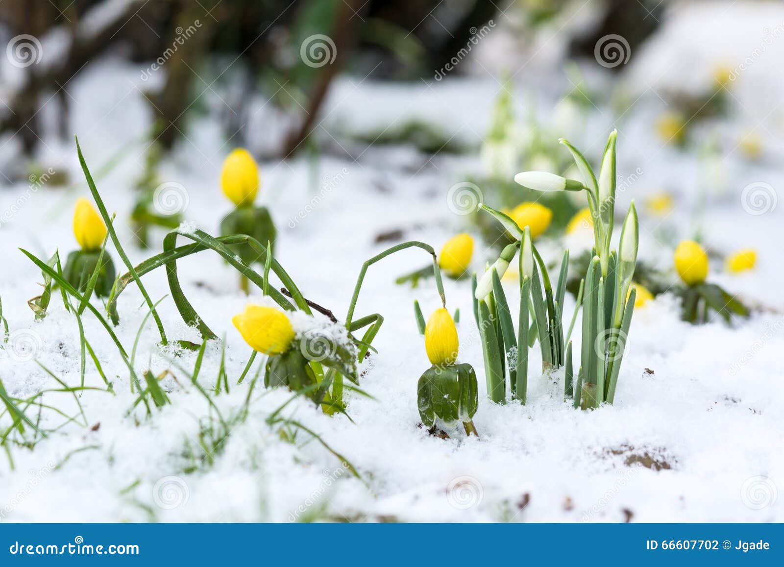 Schneeglöckchen Und Winterling Im Schnee Stockfoto - Bild von winter ...