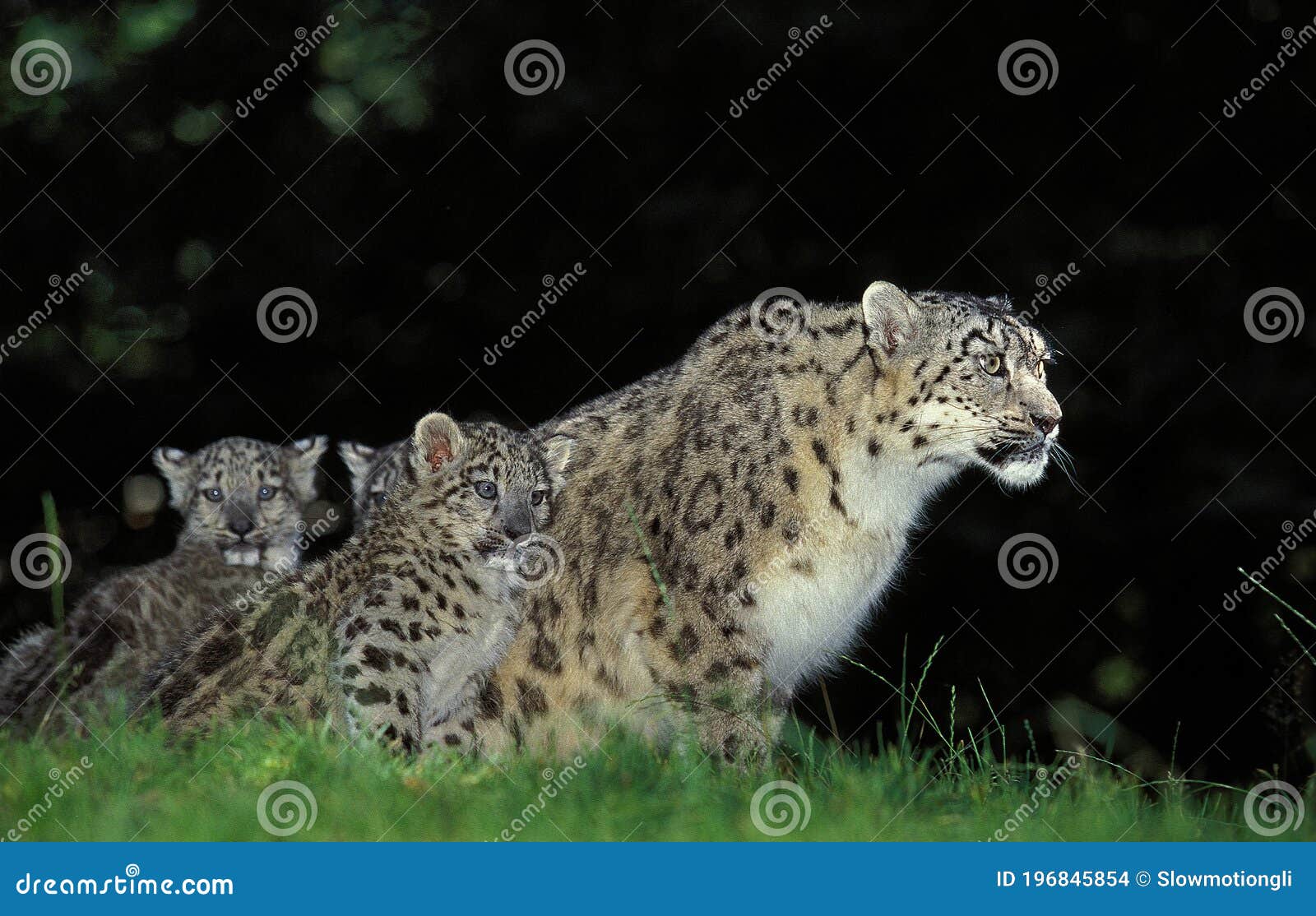 Schneeleopard Oder Unze Uncia Uncia Mutter Mit Jungem Stockfoto - Bild ... Schneeleopard Oder Unze Uncia Uncia Mutter Mit Jungem Stockfoto - Bild ...