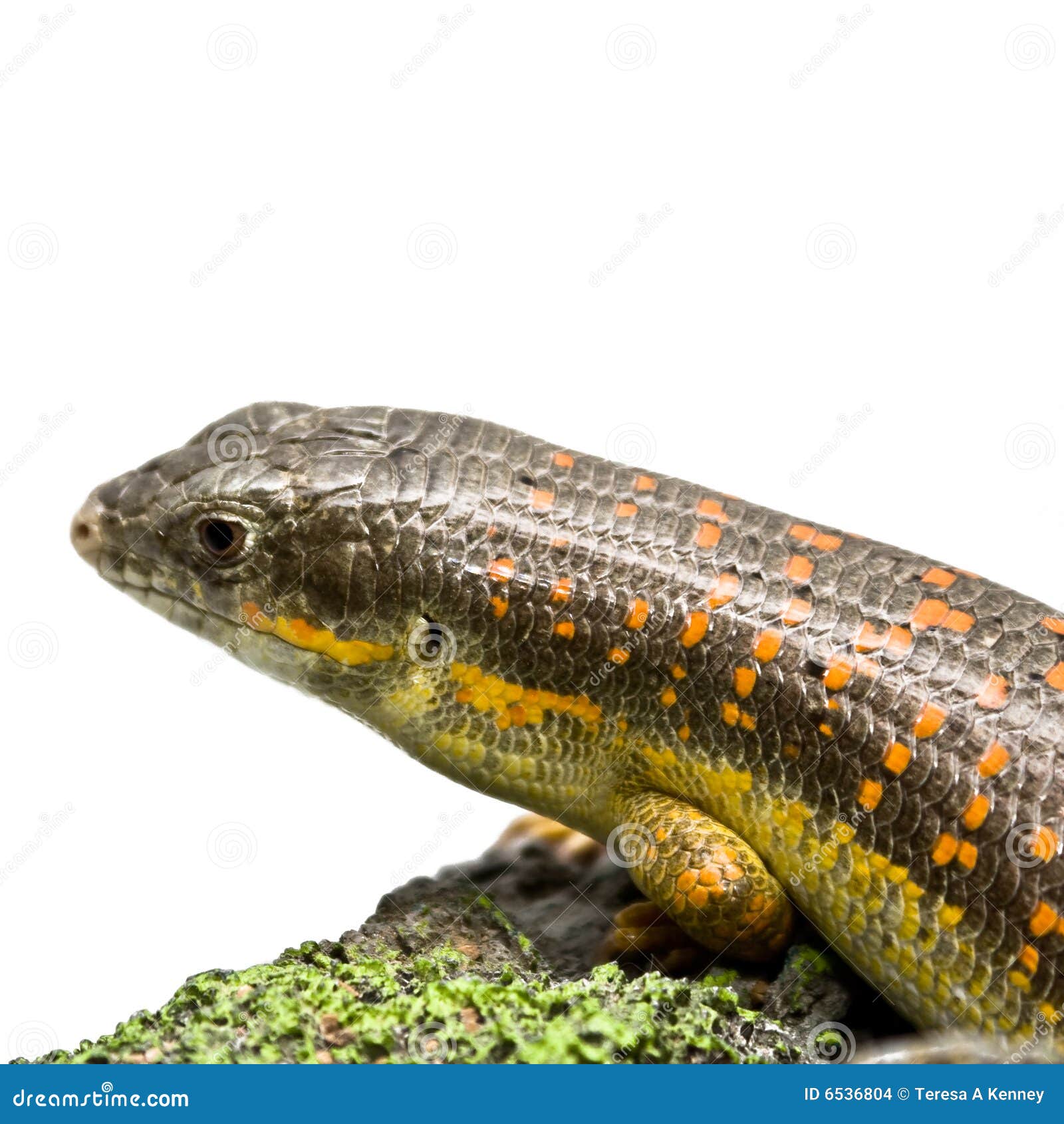 Schneider Skink Stock Photography | CartoonDealer.com #6536804