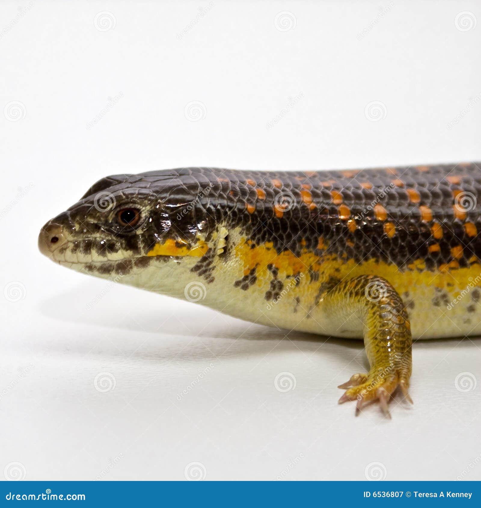 Schneider Skink Stock Photography | CartoonDealer.com #6536804