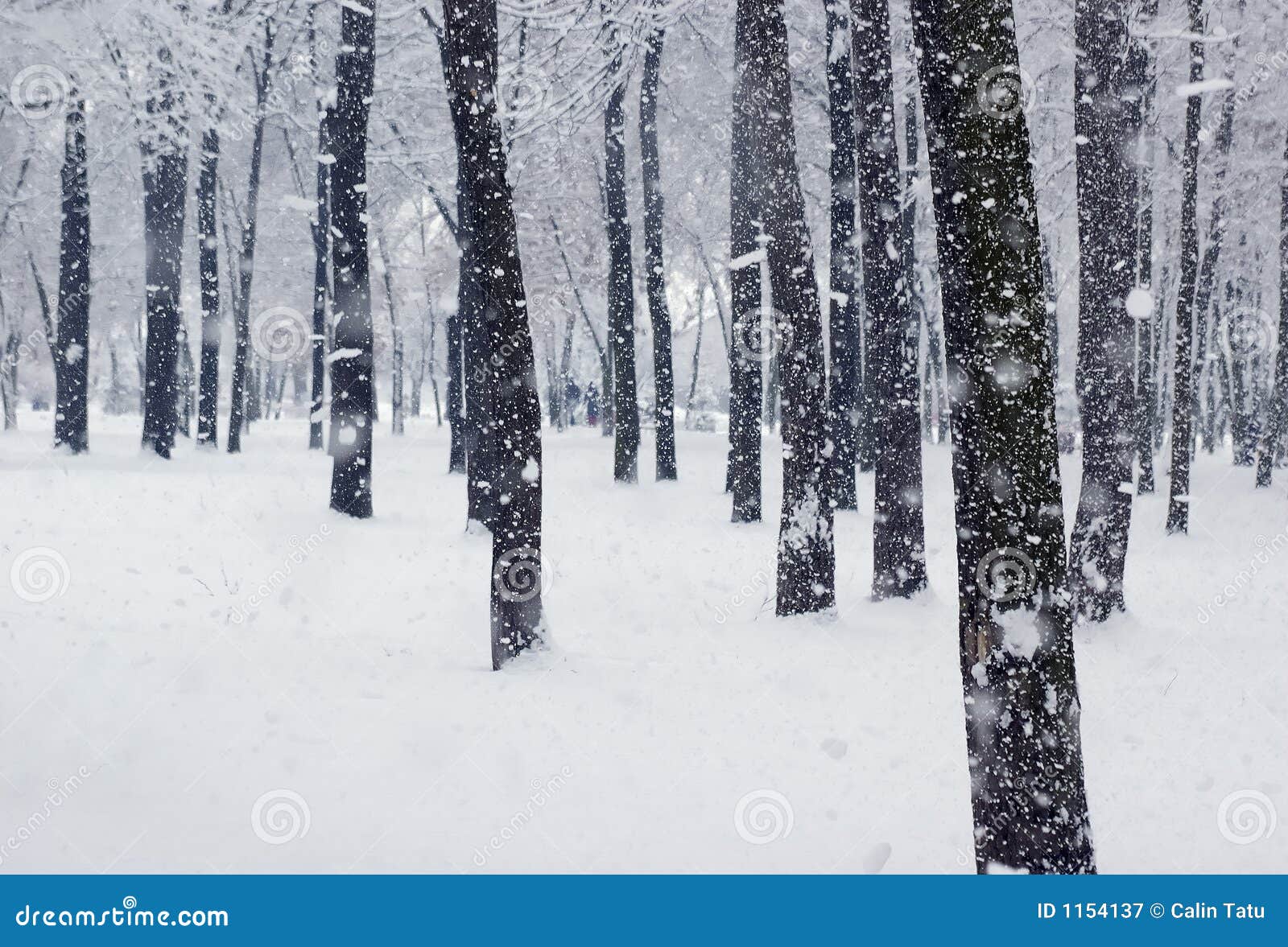 Schneien im Park stockbild. Bild von park, bäume, frost - 1154137