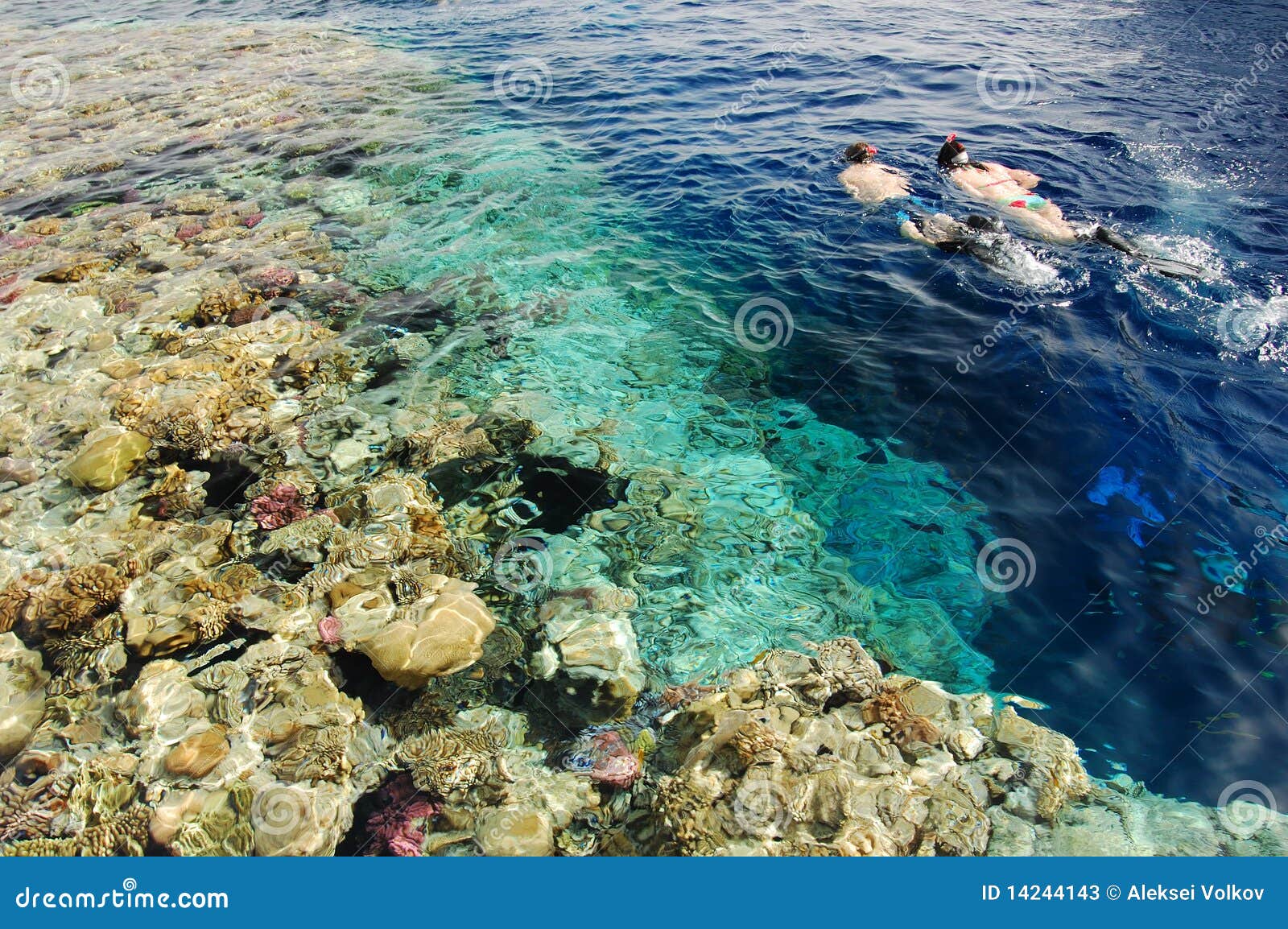 Schnorcheln Im Roten Meer Stockbild Bild Von Farbe Taucher 14244143