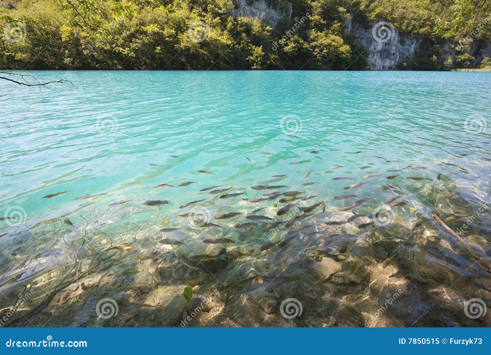 Schoal of fish stock image. Image of jezera, destination - 7850515