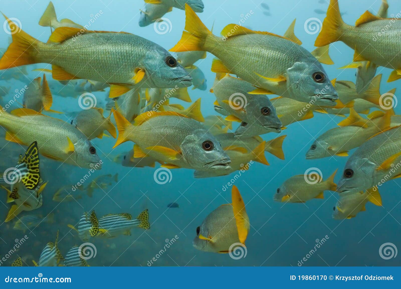 Schoal of snapper fish stock photo. Image of wildlife - 19860170