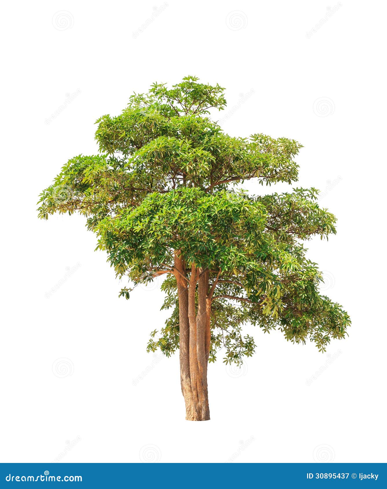 Scholaris Di Alstonia (apocynaceae) Immagine Stock - Immagine di pianta ...