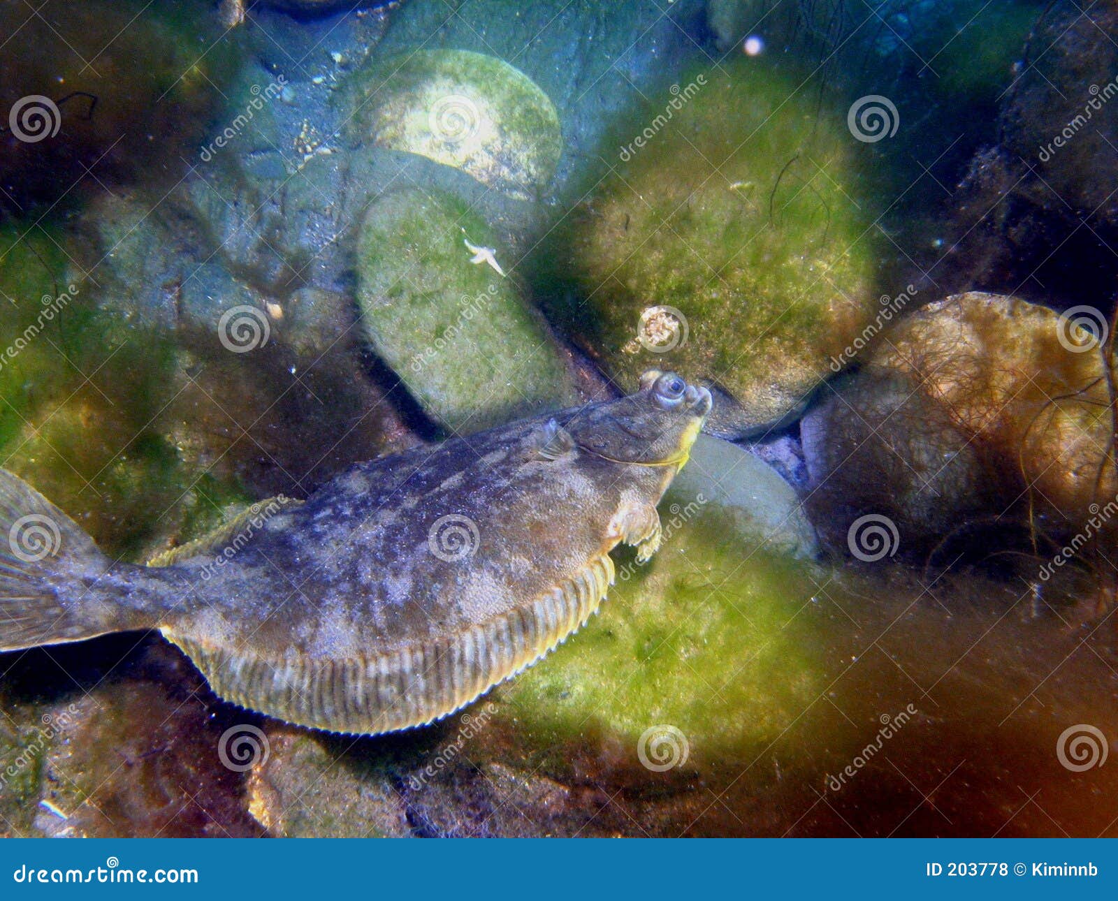 Scholle stockfoto. Bild von tauchen, ozean, felsen, fische - 203778