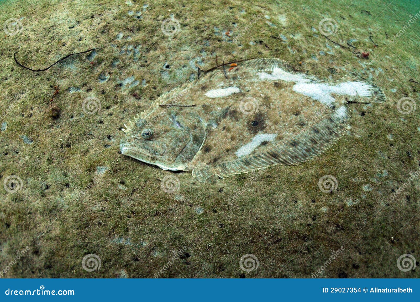 Scholle stockfoto. Bild von meeresfrüchte, ozean, scholle - 29027354
