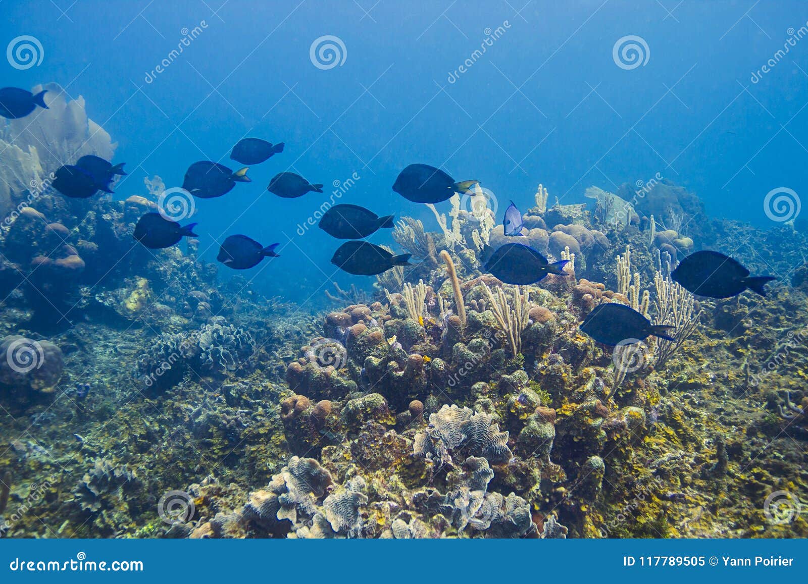 Blue Tang School