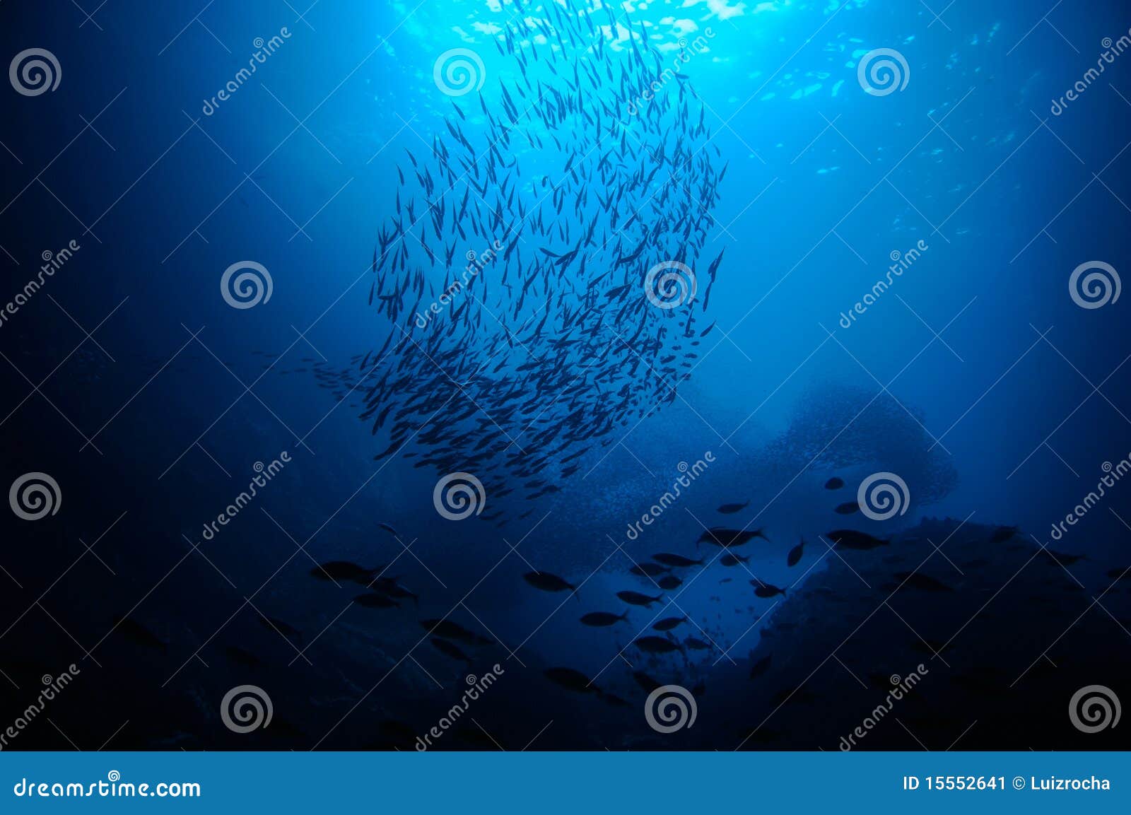 School of bait fish stock image. Image of tourism, colorful - 15552641