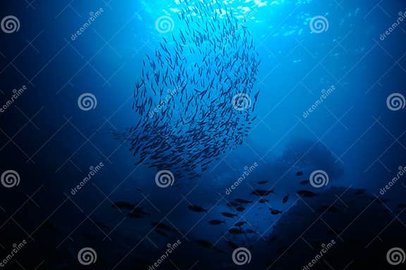 School of bait fish stock image. Image of tourism, colorful - 15552641