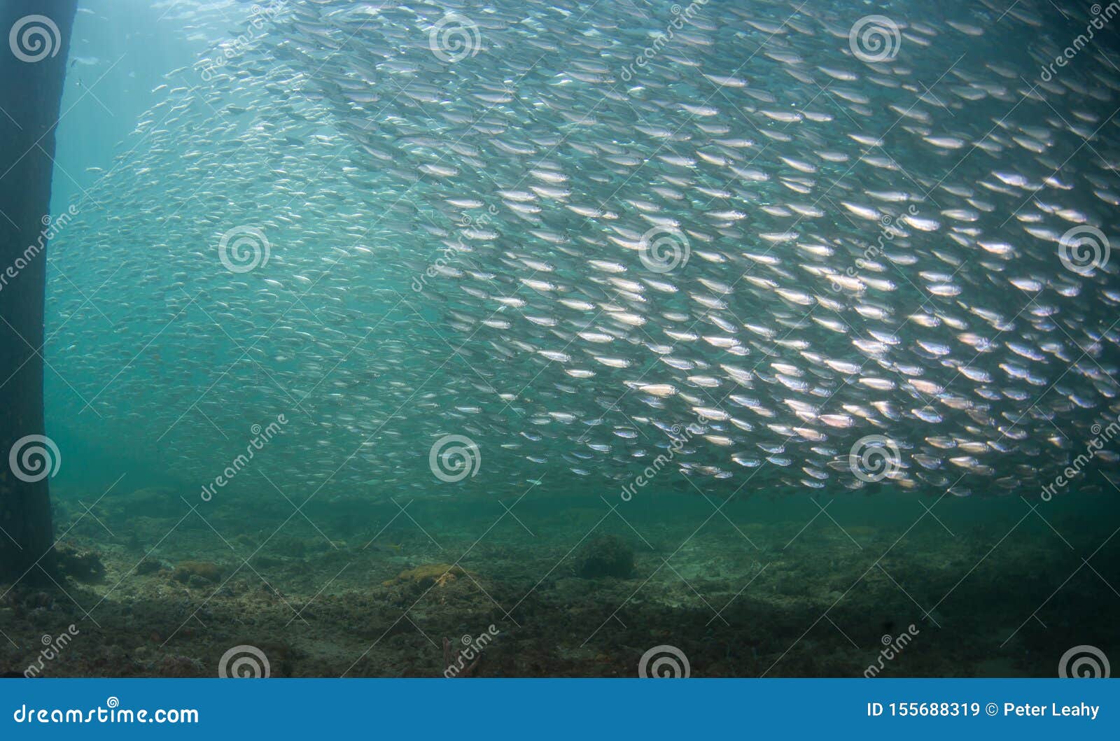 A School of Baitfish Under a Pier in Florida. Stock Image - Image of ...