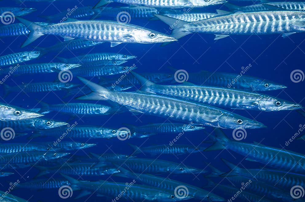 School of Baracuda Swim in Deep Blue Ocean Stock Image - Image of shoal ...
