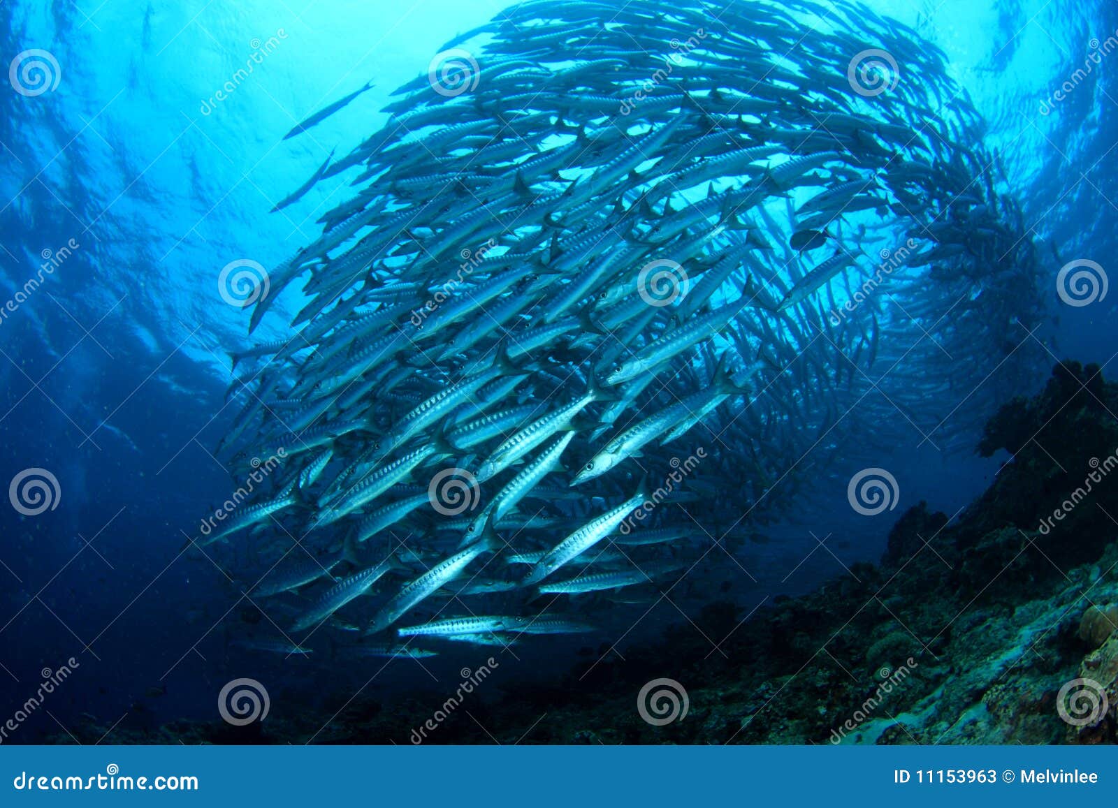 School of Barracuda stock image. Image of swirl, travel - 11153963