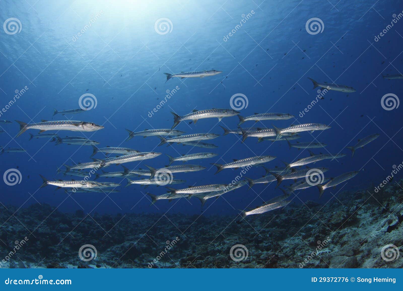 School of Barracuda stock photo. Image of barracuda, fisheye - 29372776