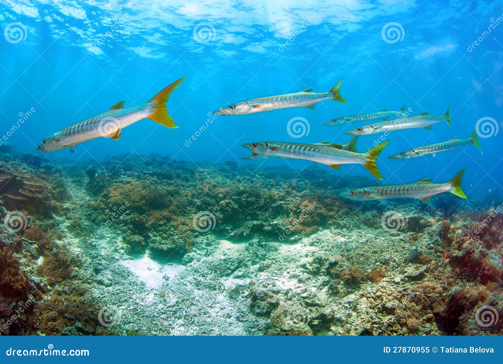 School of Barracuda fish stock image. Image of shoal - 27870955