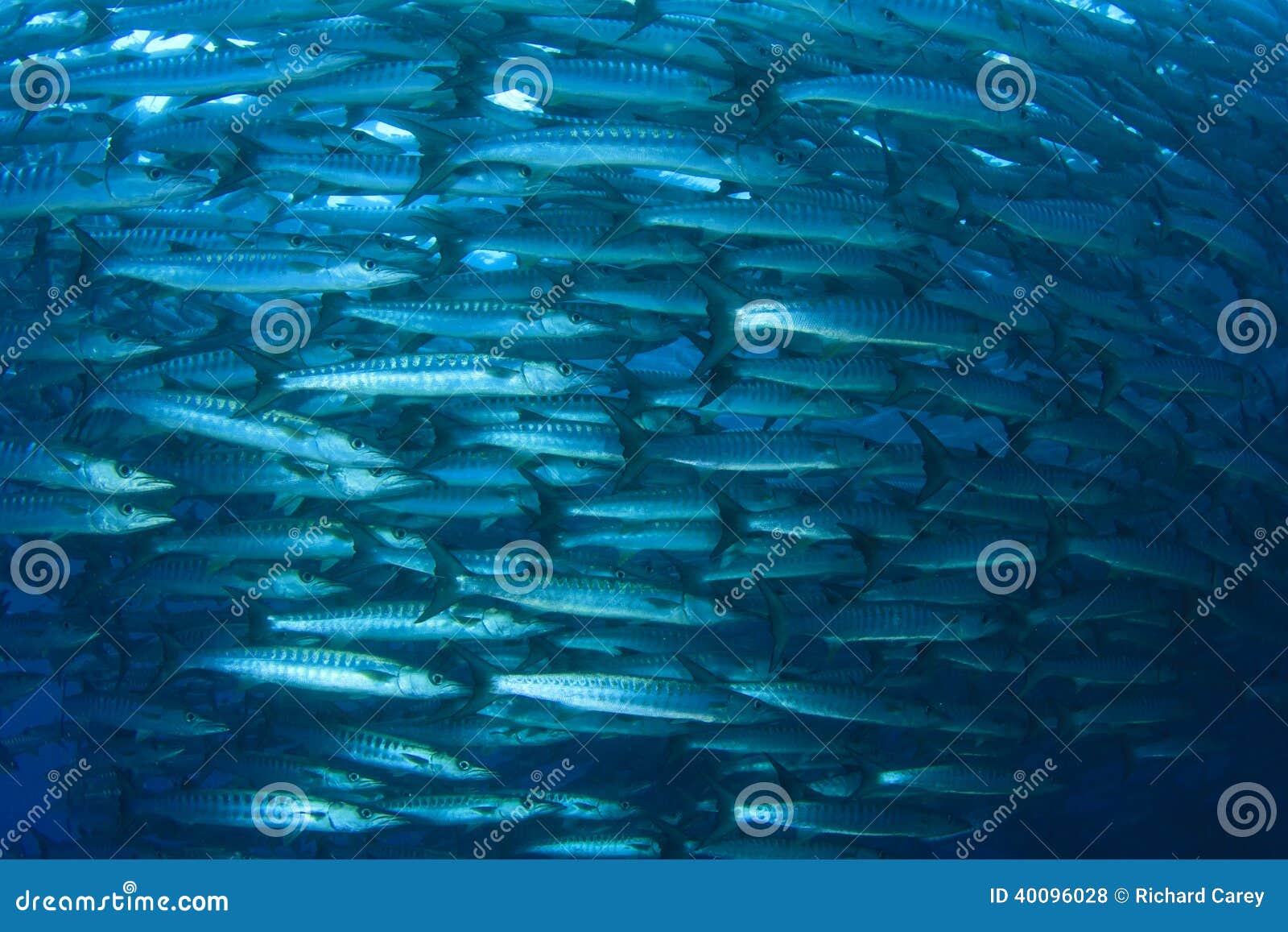 School Barracuda Fish stock photo. Image of sipadan, chevron - 40096028