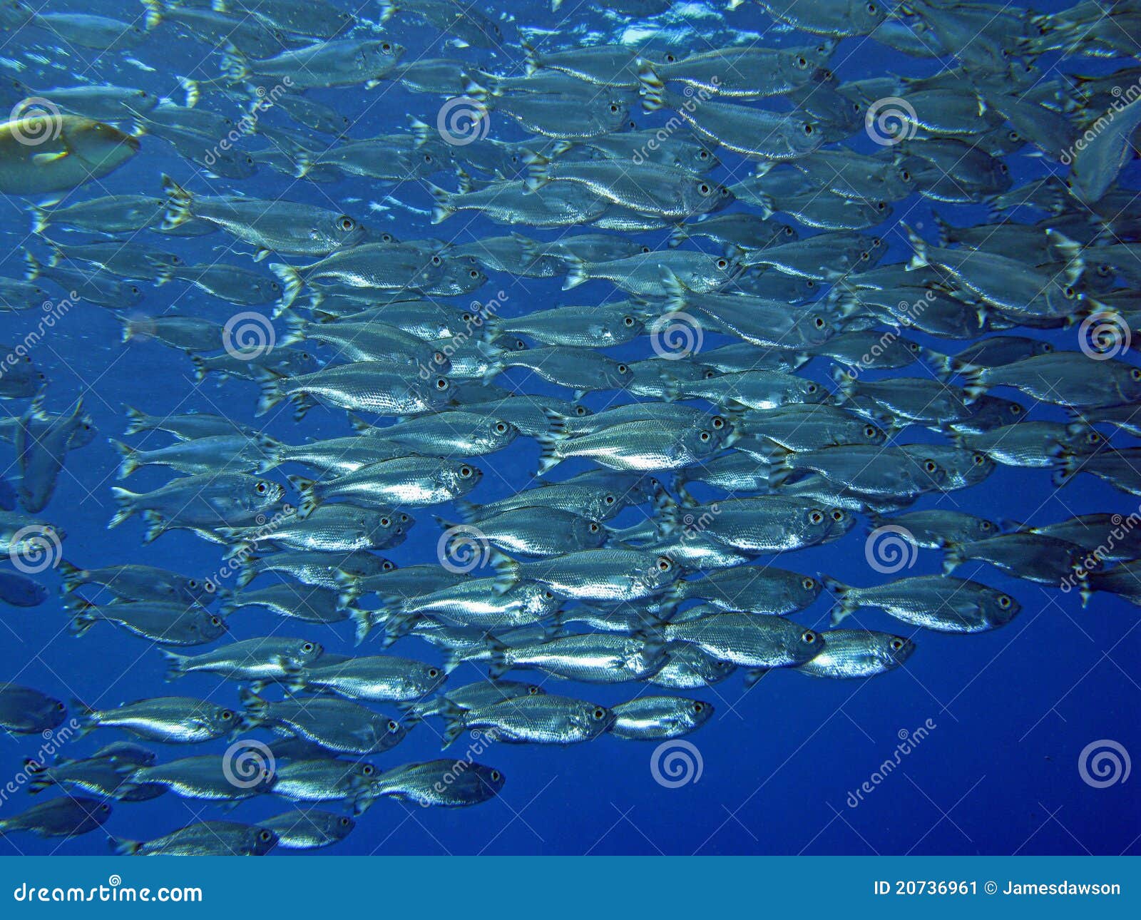 School of Barred Flagtail - Kuhlia Mugil Stock Image - Image of ...