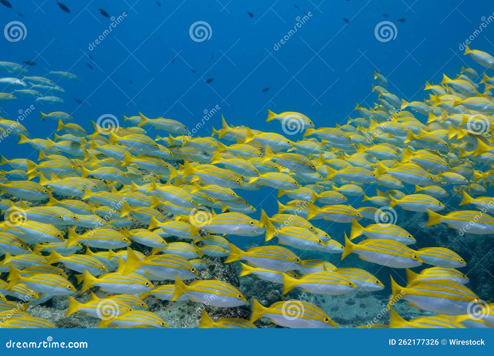School of Bengal Snapper Fish in the Sea Stock Photo - Image of coral ...