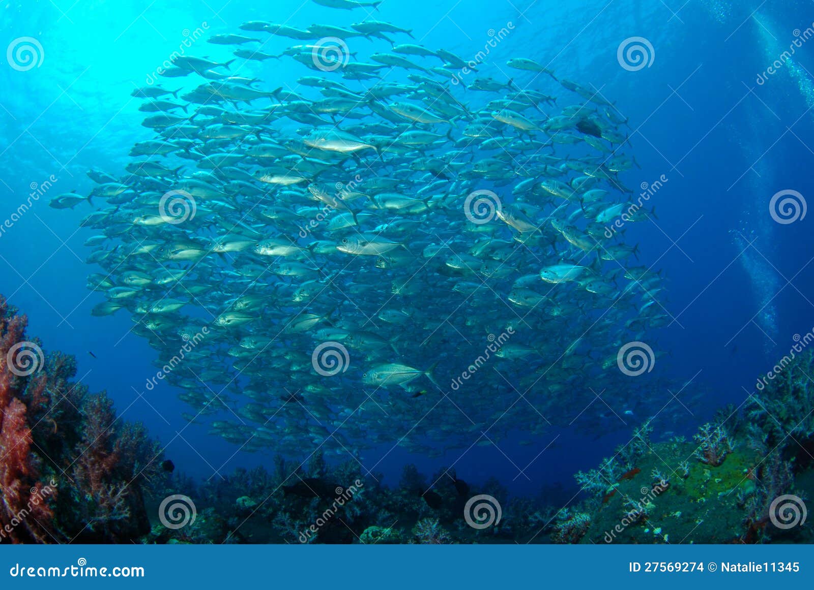 Jack Fish Royalty-Free Stock Image | CartoonDealer.com #11504488