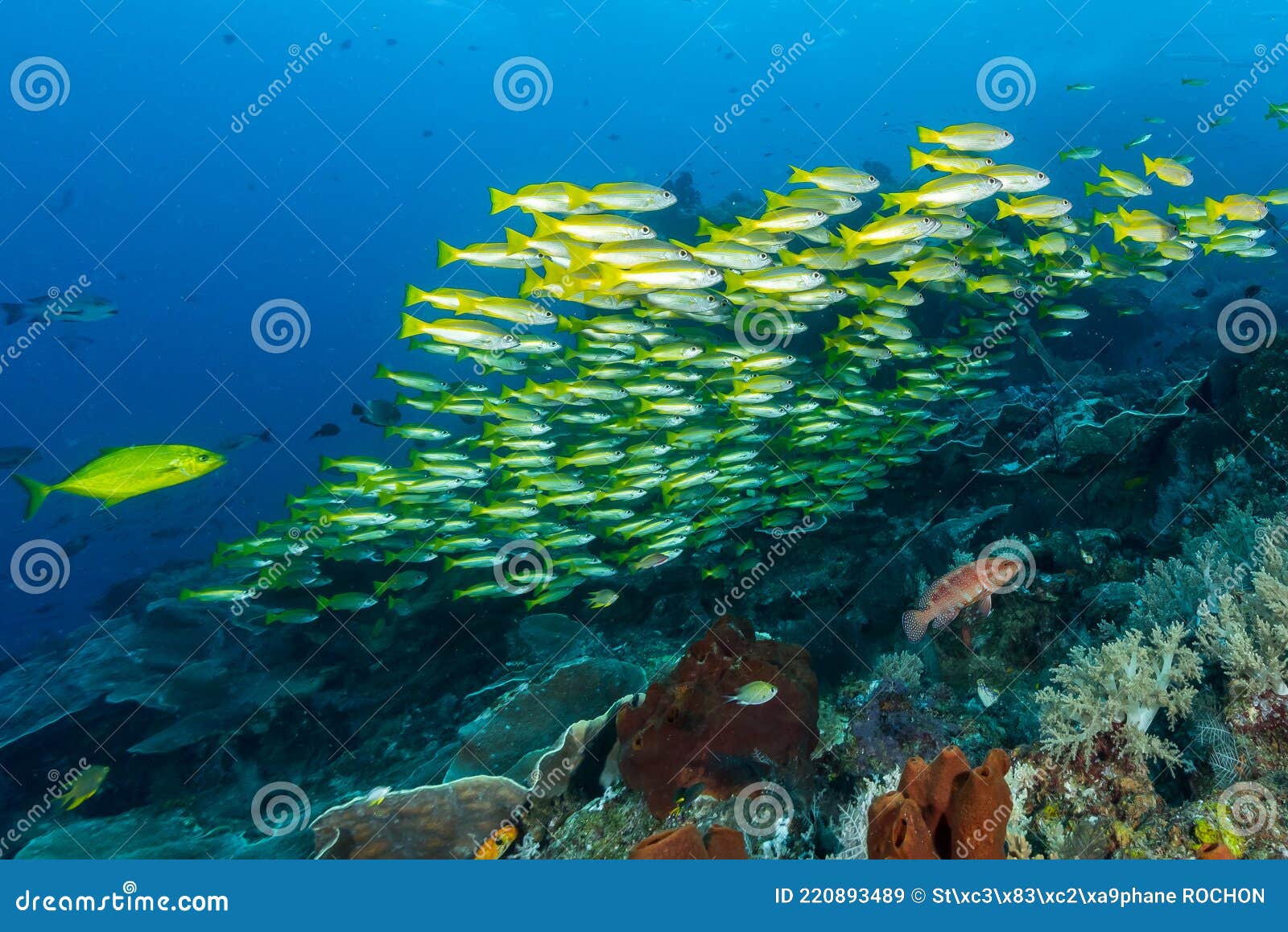 School of Bigeye Snapper Fish Stock Image - Image of fish, aggregation ...