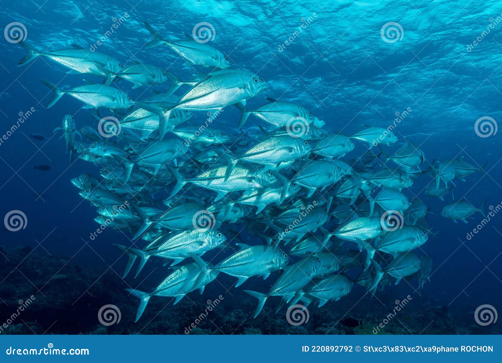 School of Bigeye Trevally Jack Fish Stock Photo - Image of misool, jaya ...
