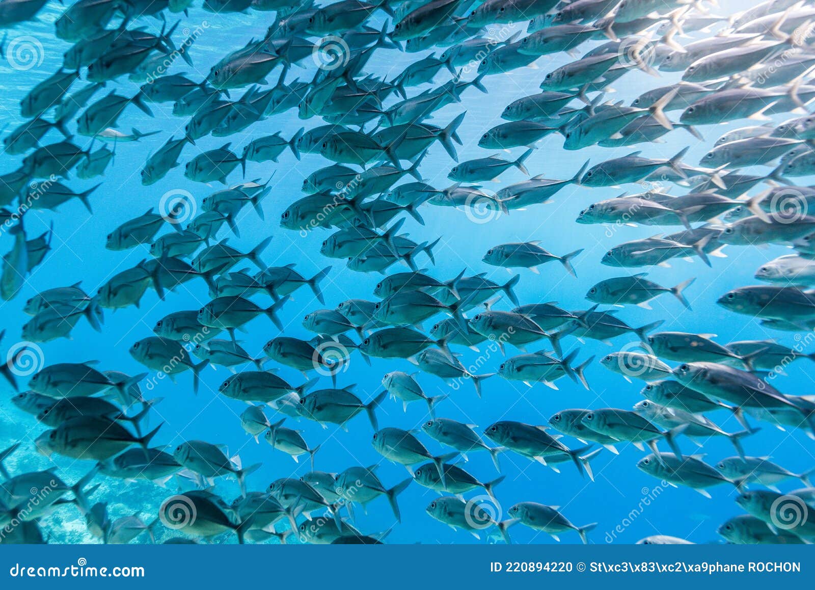 School of Bigeye Trevally Jack Fish Stock Photo - Image of asia, marine ...