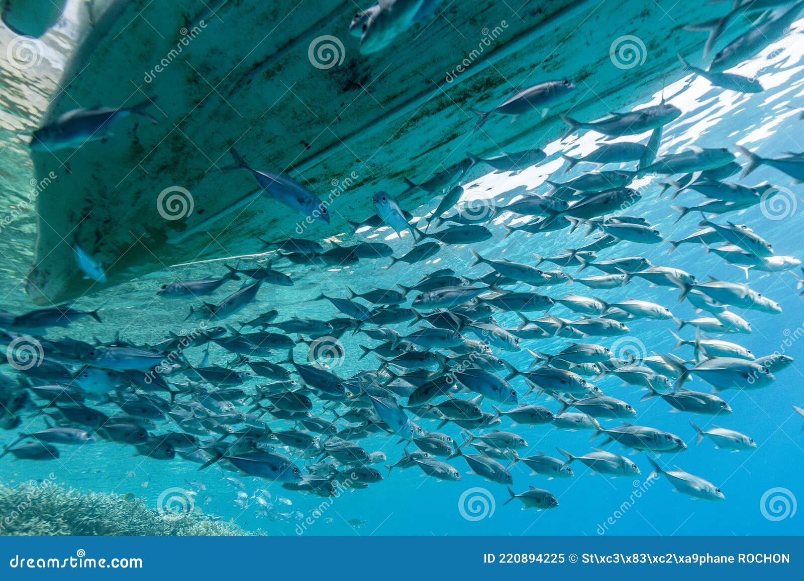 School of Bigeye Trevally Jack Fish Stock Image - Image of nature, blue ...