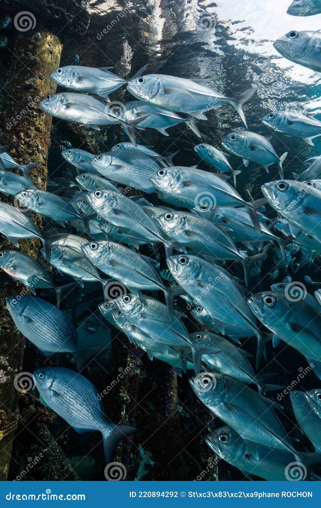 School of Bigeye Trevally Jack Fish Stock Photo - Image of ecosystem ...