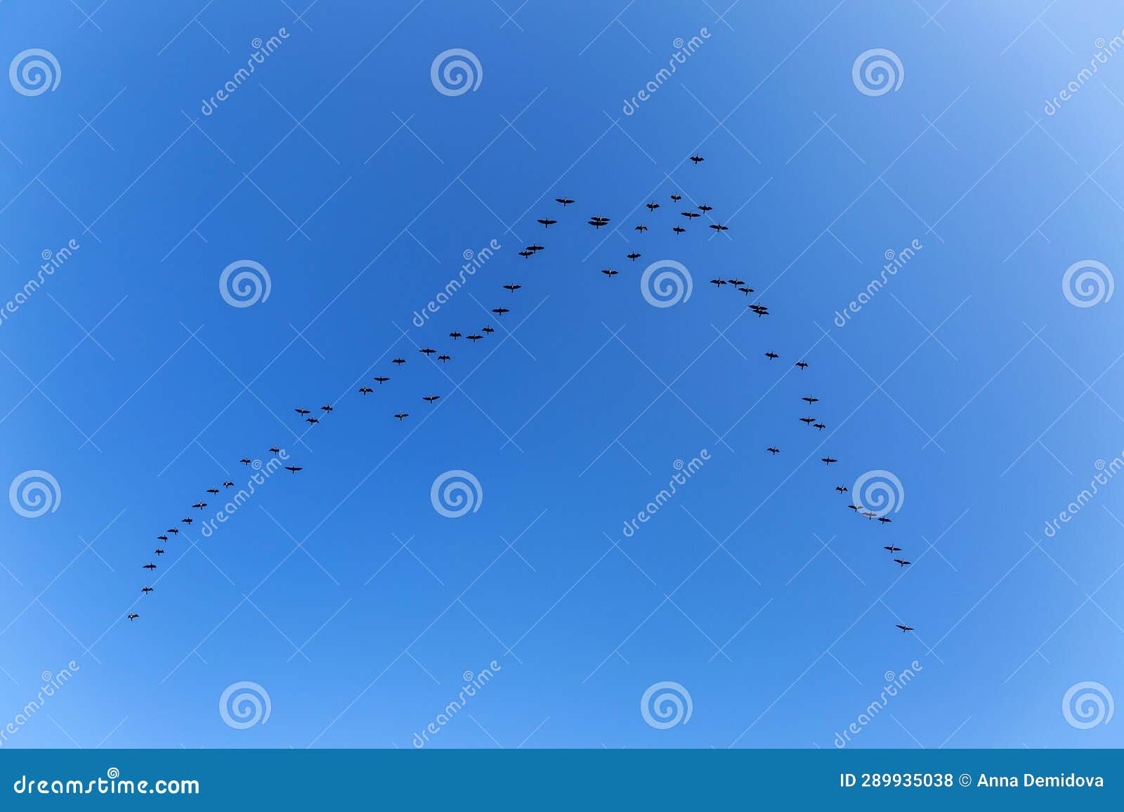 A School of Birds in the Shape of the Letter M in a Bright Blue Sky ...