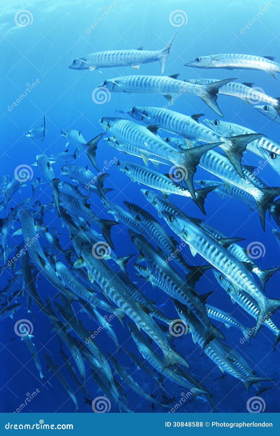Barracuda Fish Underwater Stock Photography | CartoonDealer.com #41576468