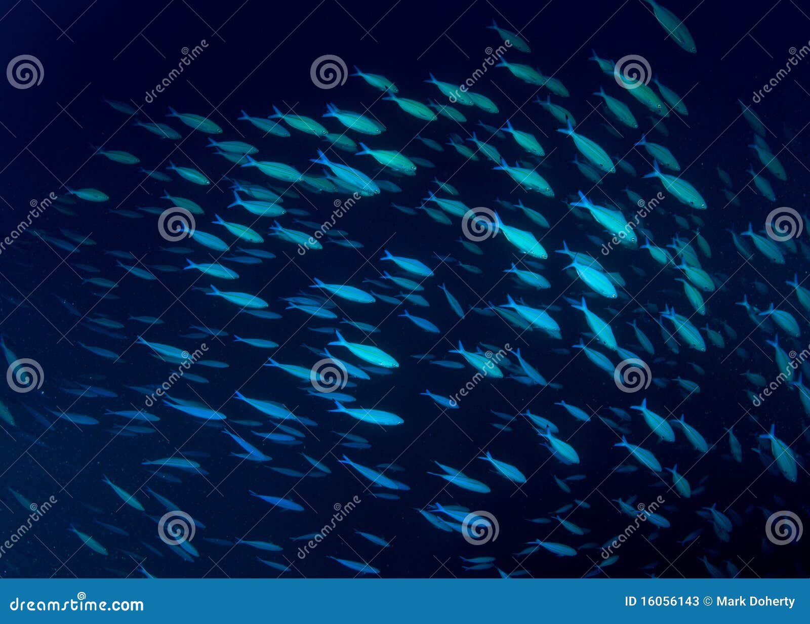 School of blue fish stock image. Image of suevica, fish - 16056143