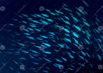 School of blue fish stock image. Image of suevica, fish - 16056143