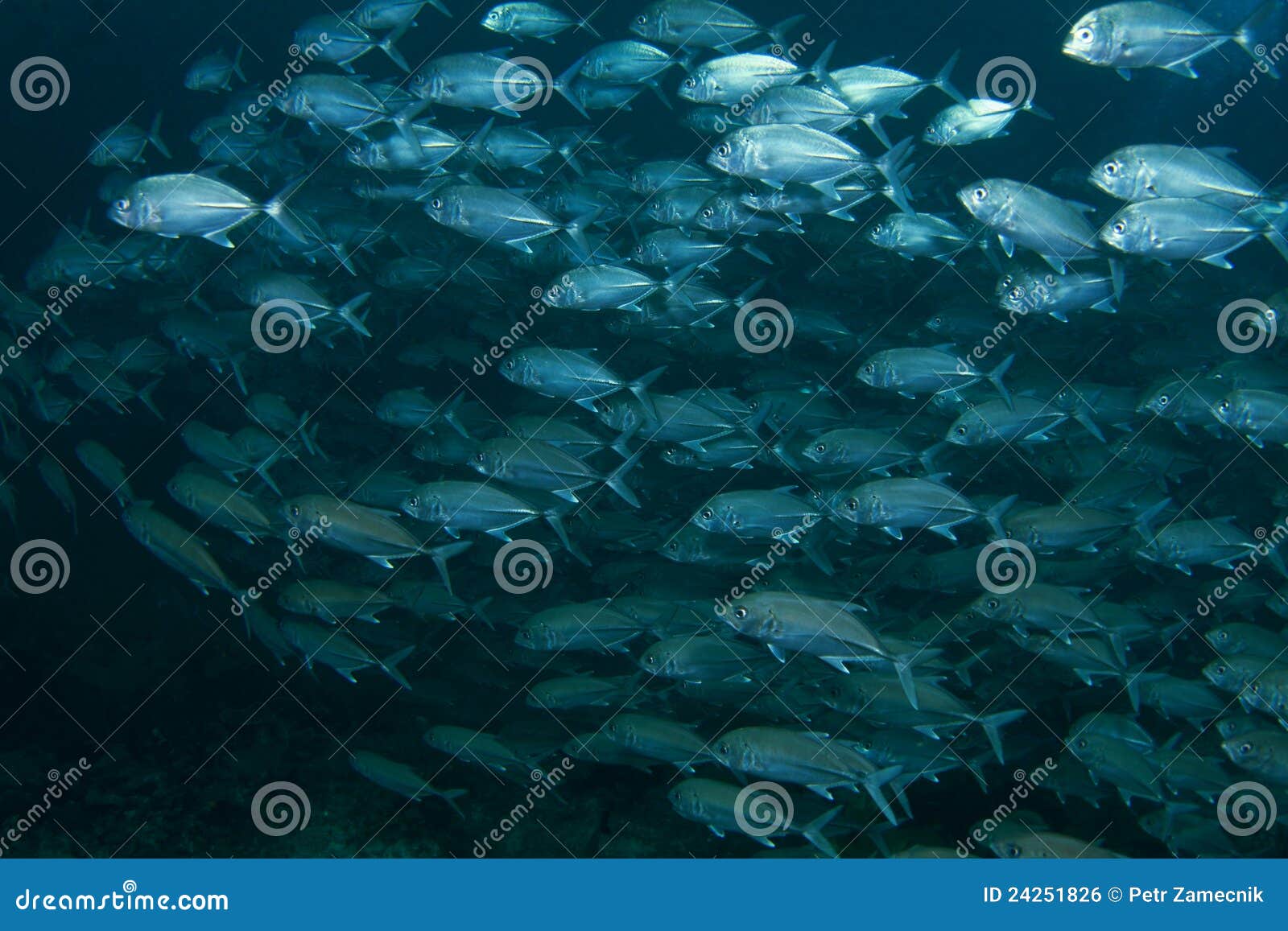 School of blue fish stock photo. Image of school, ocean - 24251826