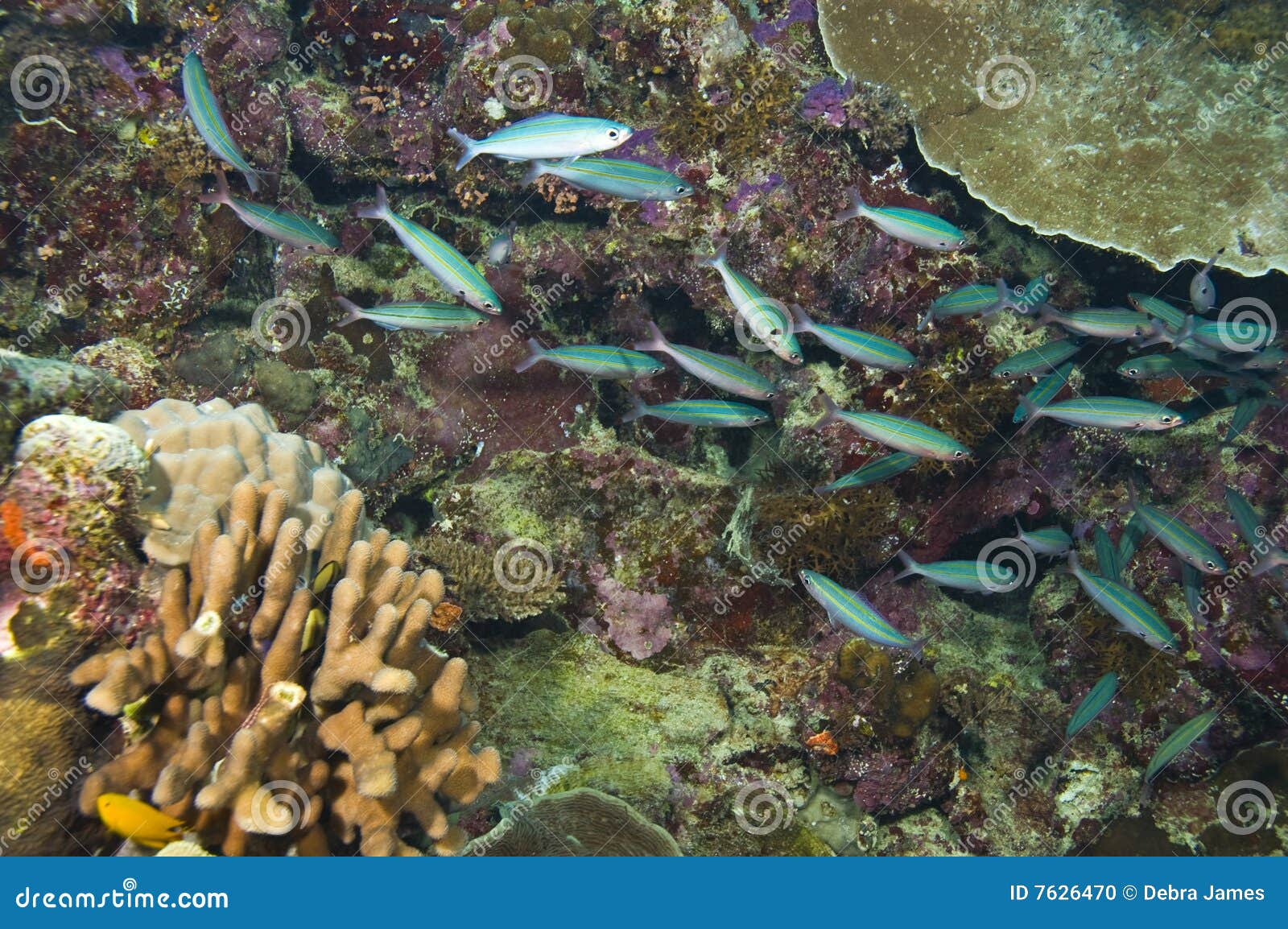School of Blue Fish and Coral Stock Photo - Image of australia ...