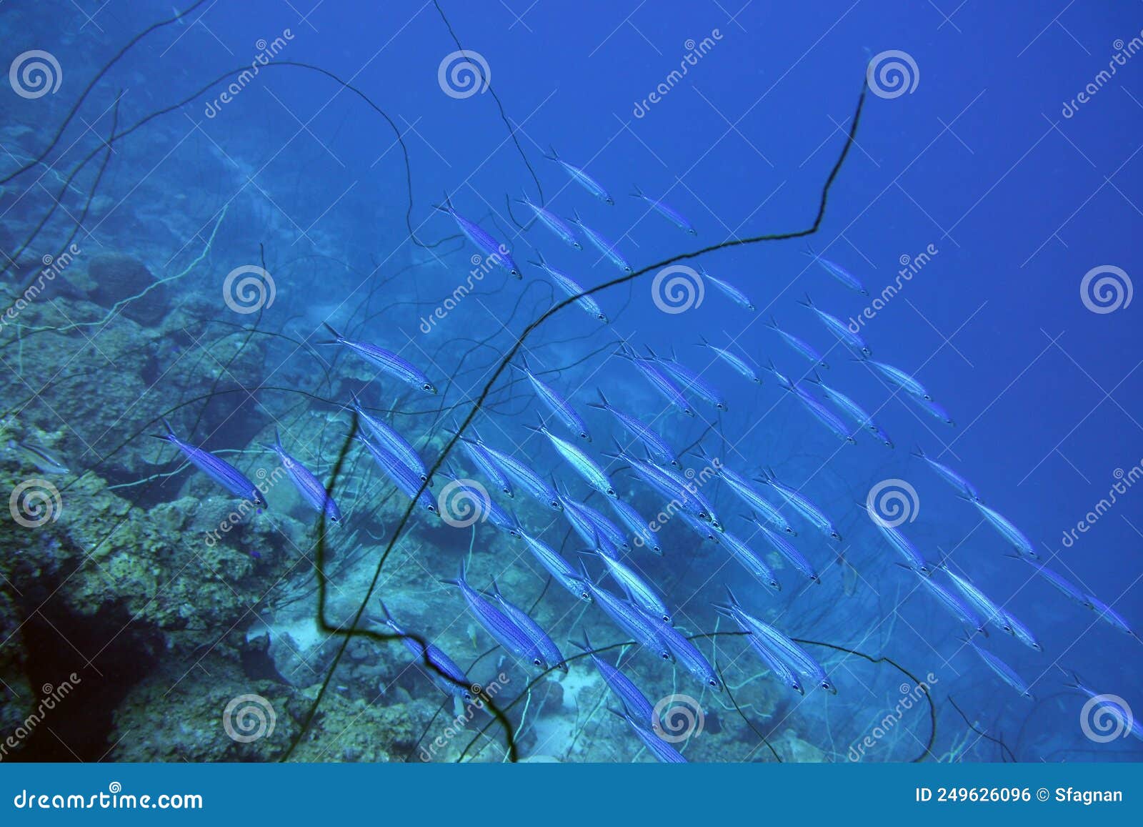 School of Blue Fish Swimming by Stock Photo - Image of fish, underwater ...